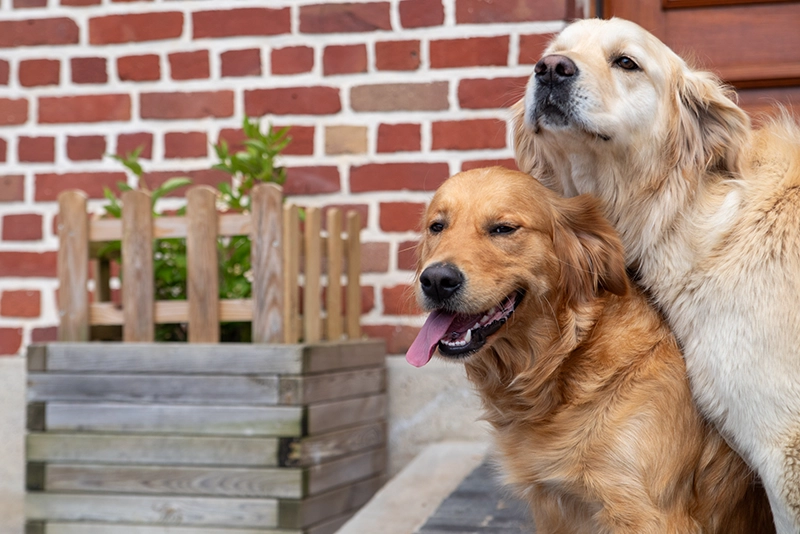 Golden retriever | Elevage du Coeur de Flandre | Hauts de France